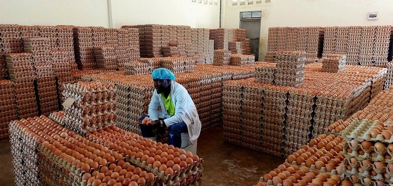 ICBH Opens Egg Picker Job Vacancies Across South Africa – Apply Now ...